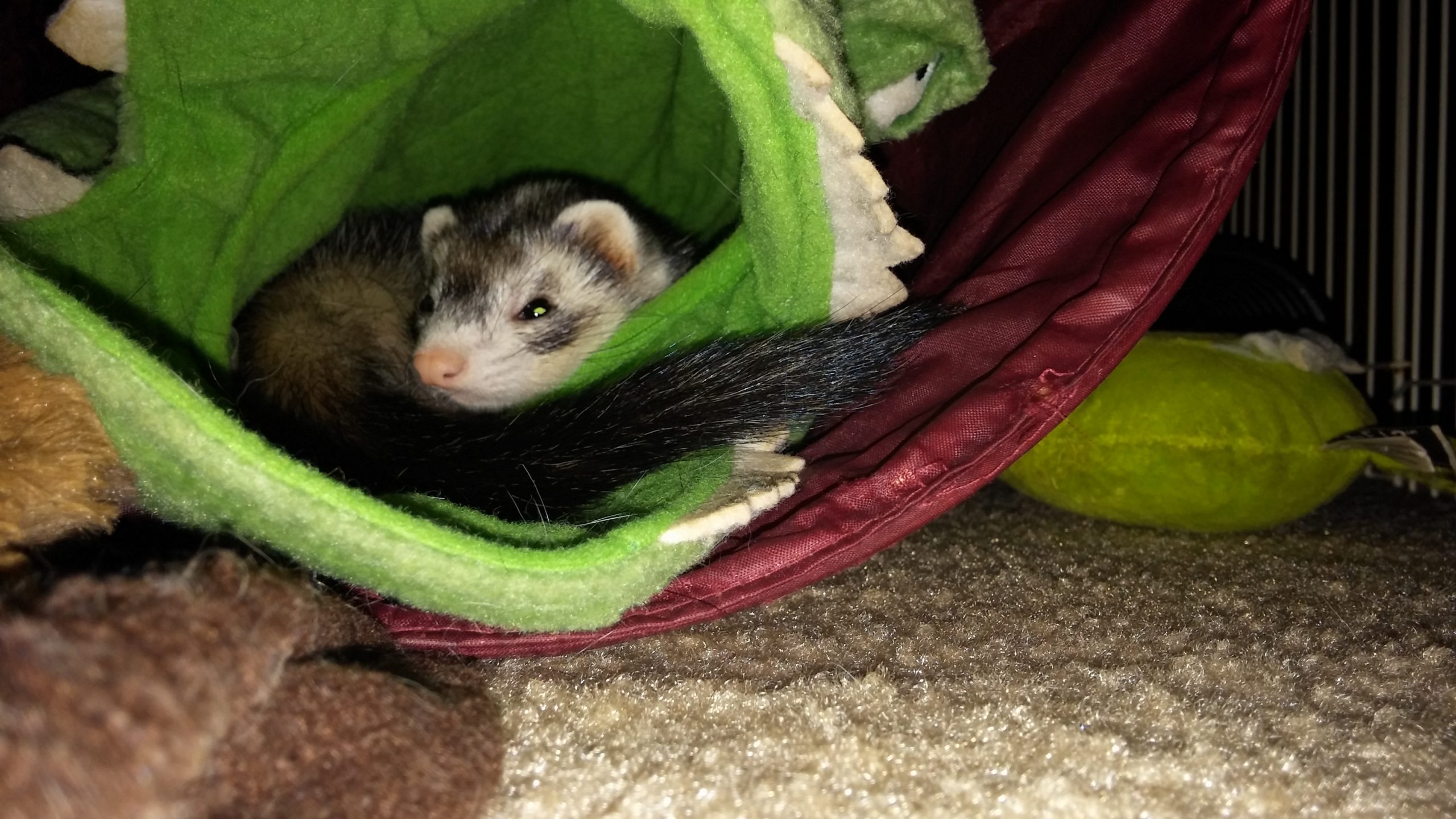 Polgara has crossed the rainbow bridge – The Chubby Ferret