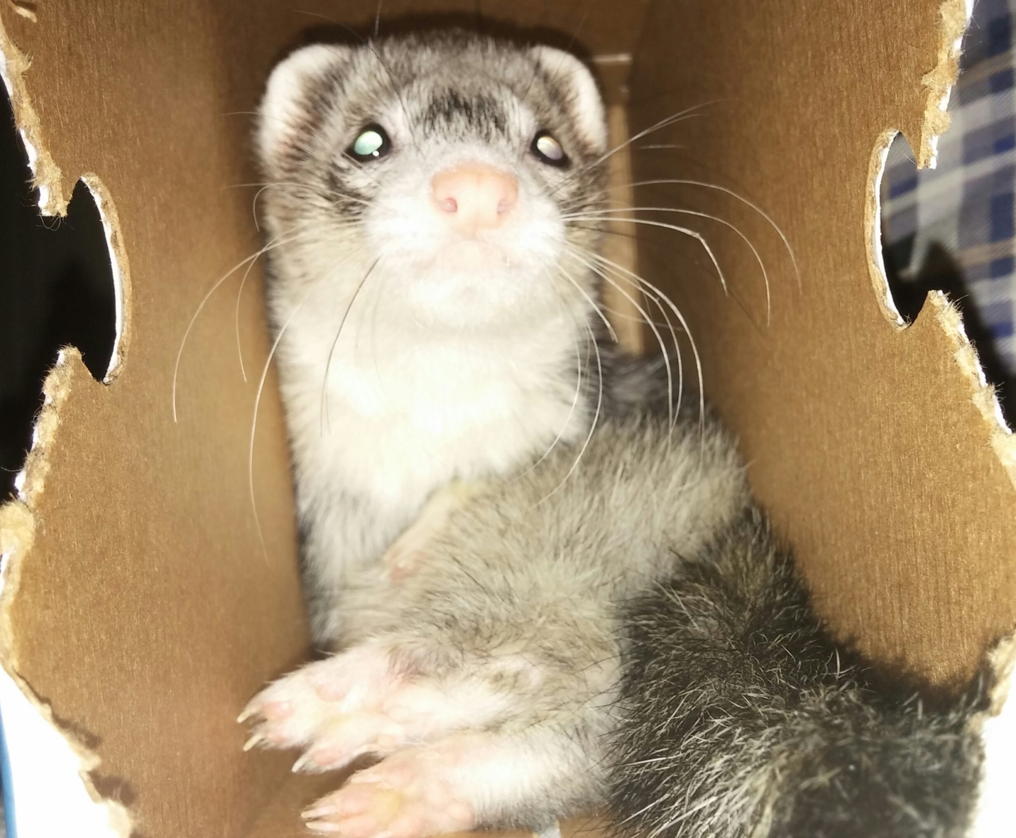 The Chubby Ferret – A ferret a day keeps the blues away…