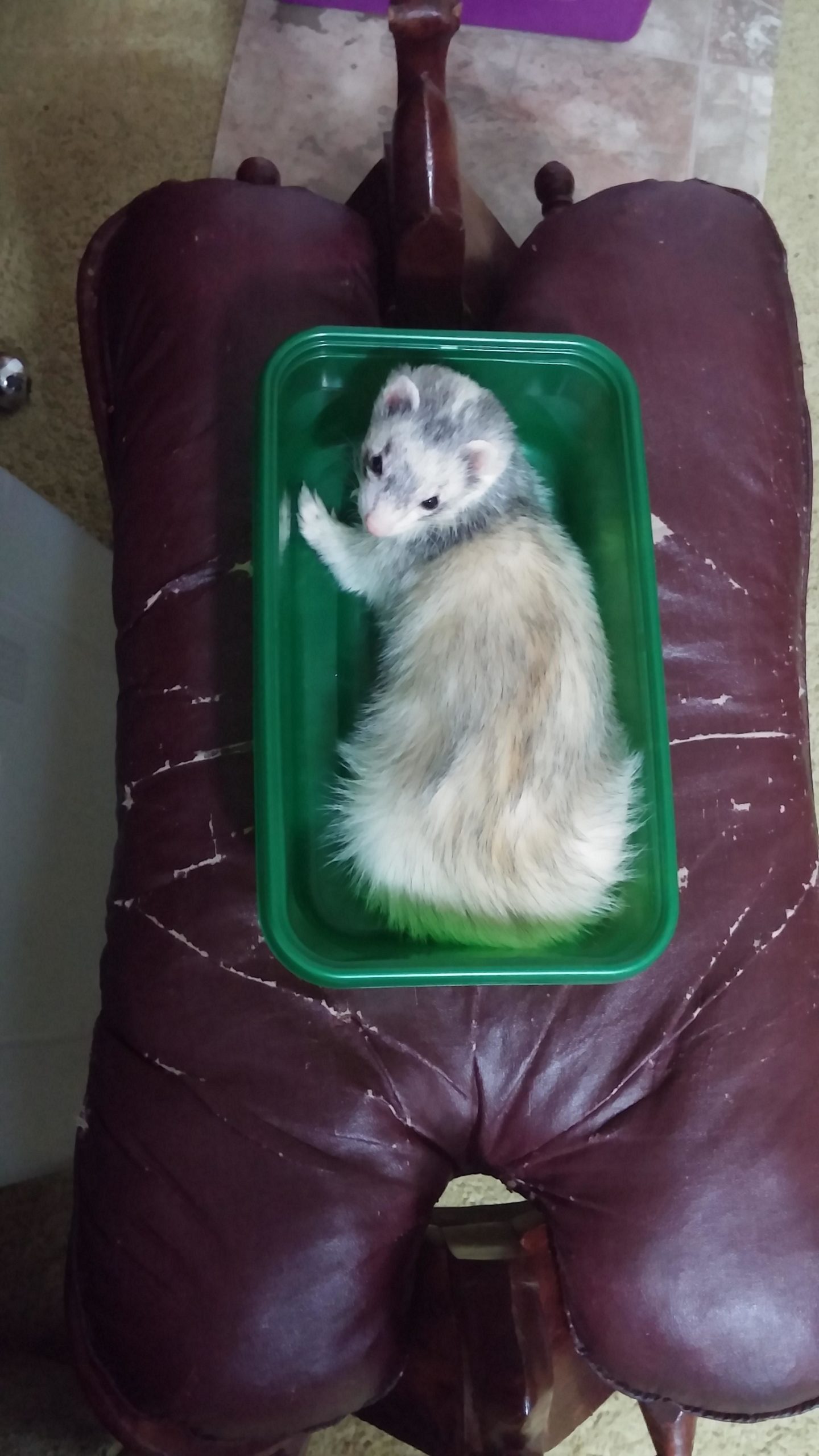 The Chubby Ferret – A ferret a day keeps the blues away…